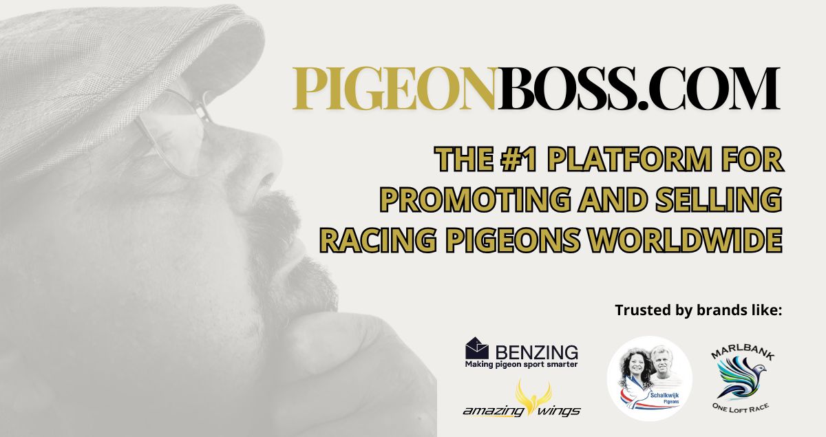 PigeonBoss.com | Racing Pigeons Elevated – By the Pigeon Boss