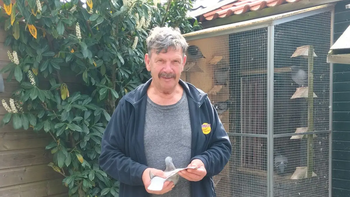 Cor Walda Pigeons: A Legacy of Excellence | PigeonBoss.com