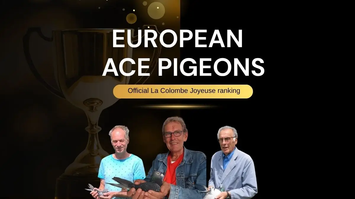 European Ace Pigeons 2025 – Three Giants Who Wrote History | PigeonBoss.com