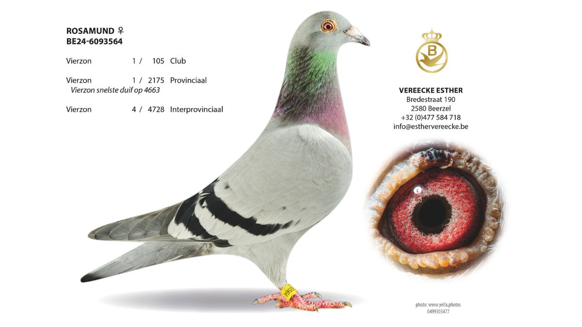 Esther Vereecke Pigeons and Their Racing Success | PigeonBoss.com