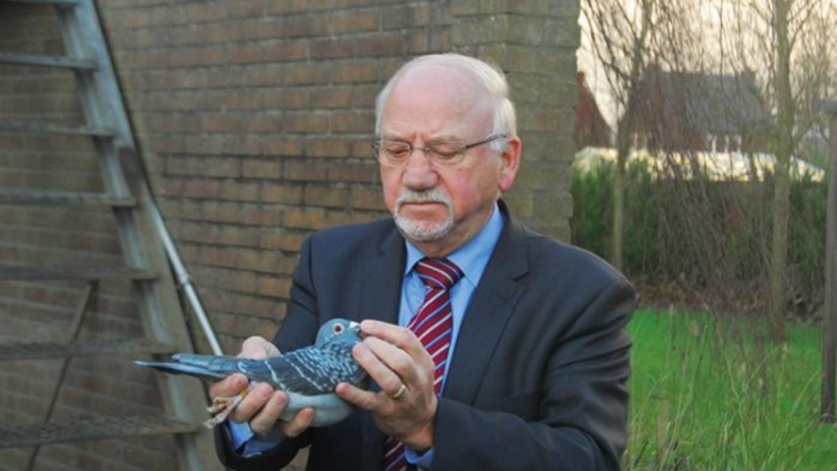 Cor de Heijde Pigeons: The Story Behind the Strain | PigeonBoss.com