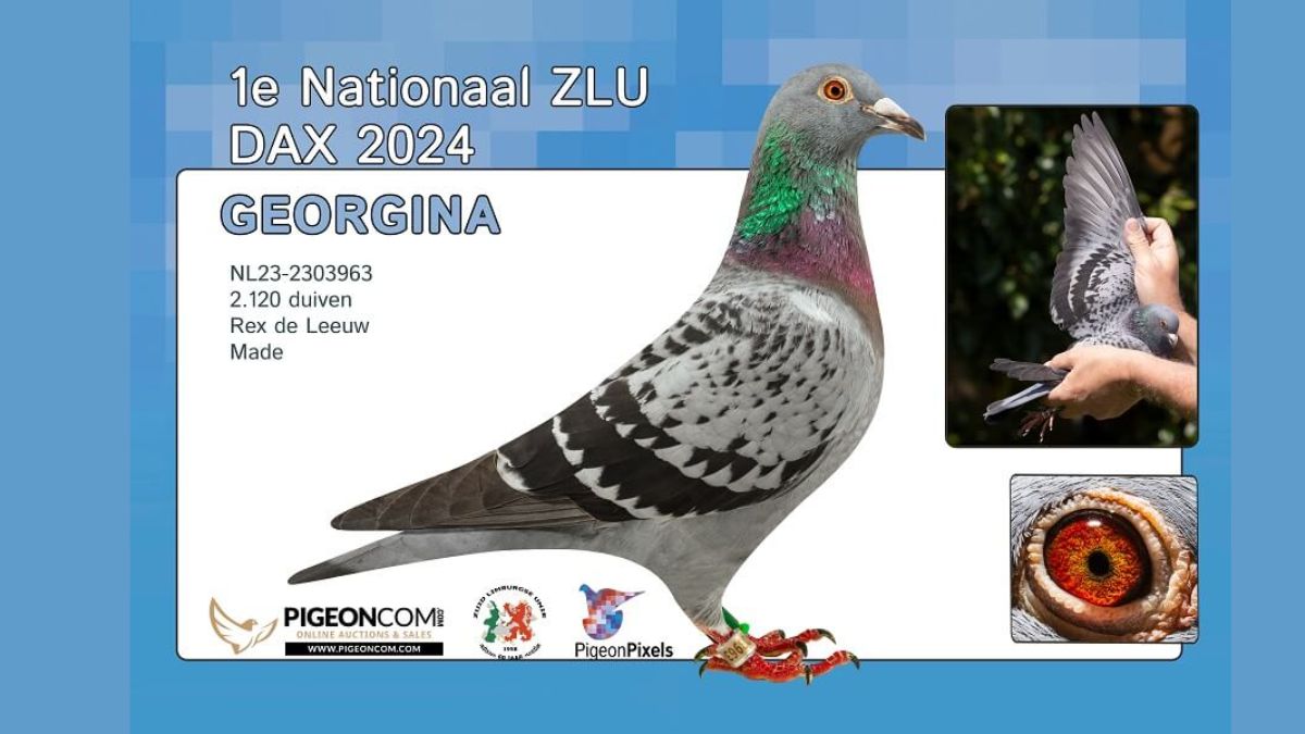 Rex de Leeuw Pigeons: The Marathon Champion | PigeonBoss.com